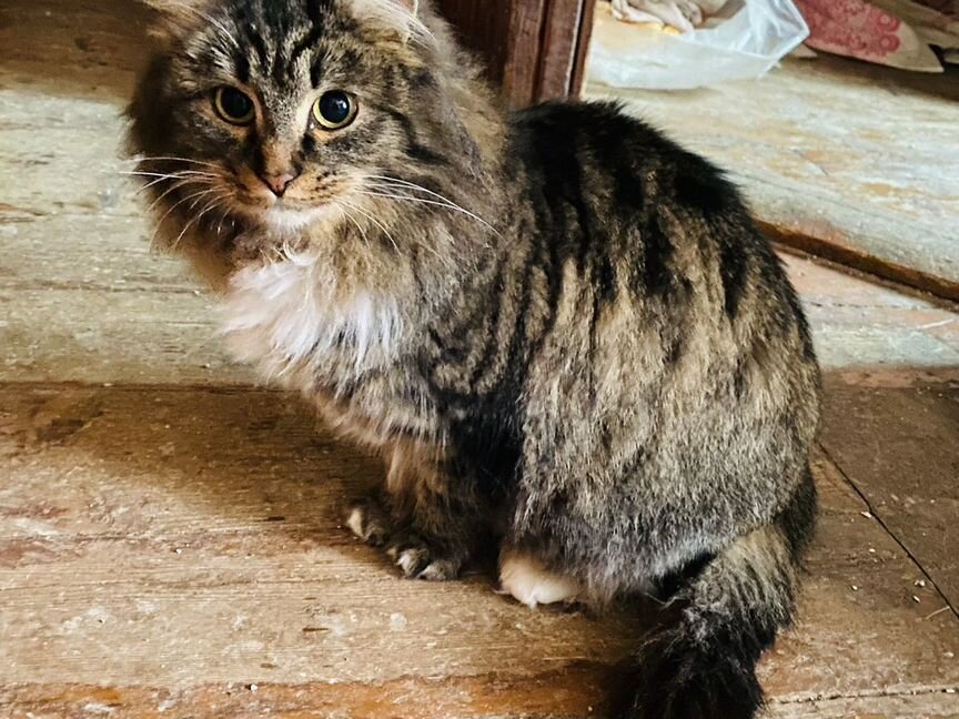 Кошка- мышеловка в добрые руки