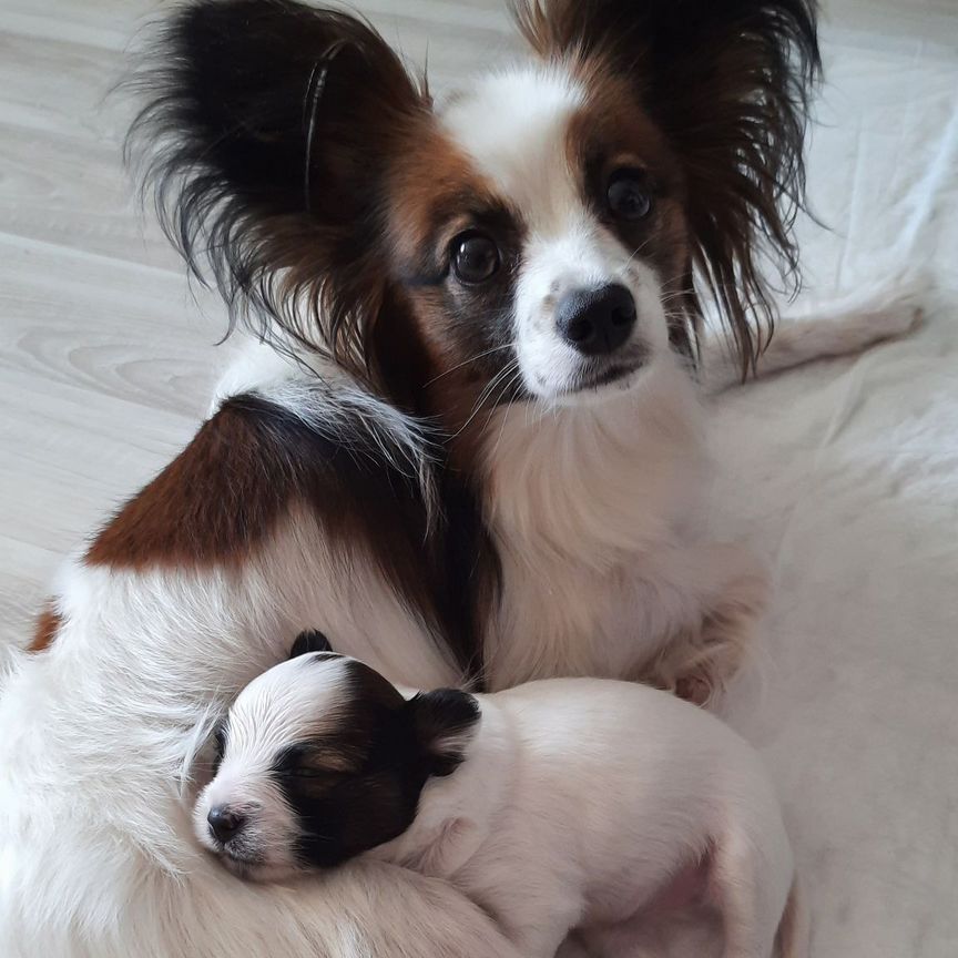 Щенки папийона