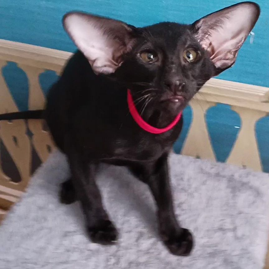 Ориентальный котёнок