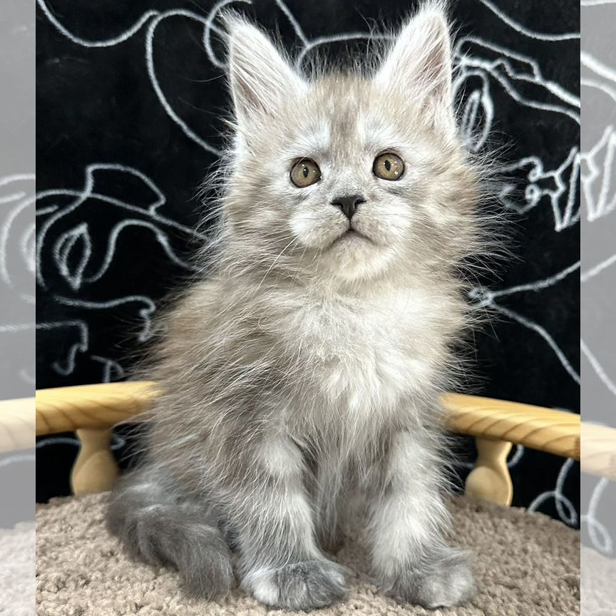 Котик мейн-кун