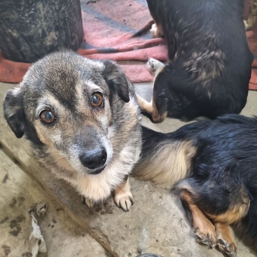 Взрослый пёс в добрые руки