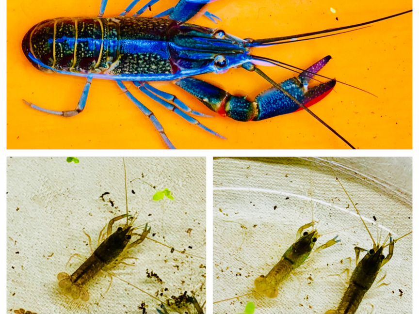 Мальки австралийского красноклешневого рака