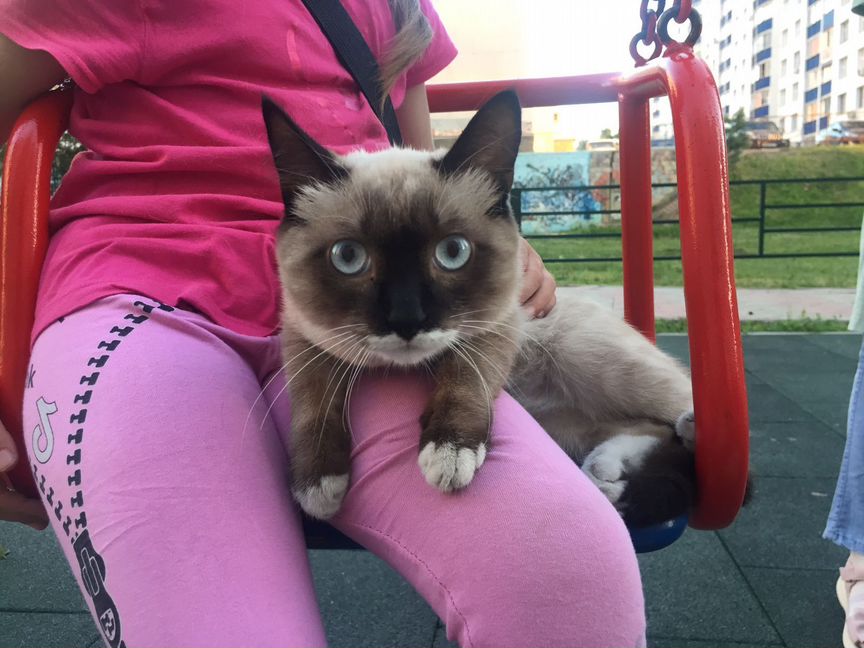 Котик Симба ищет семью