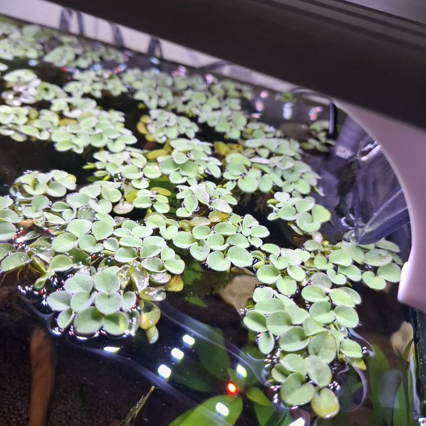 Аквариумные растения