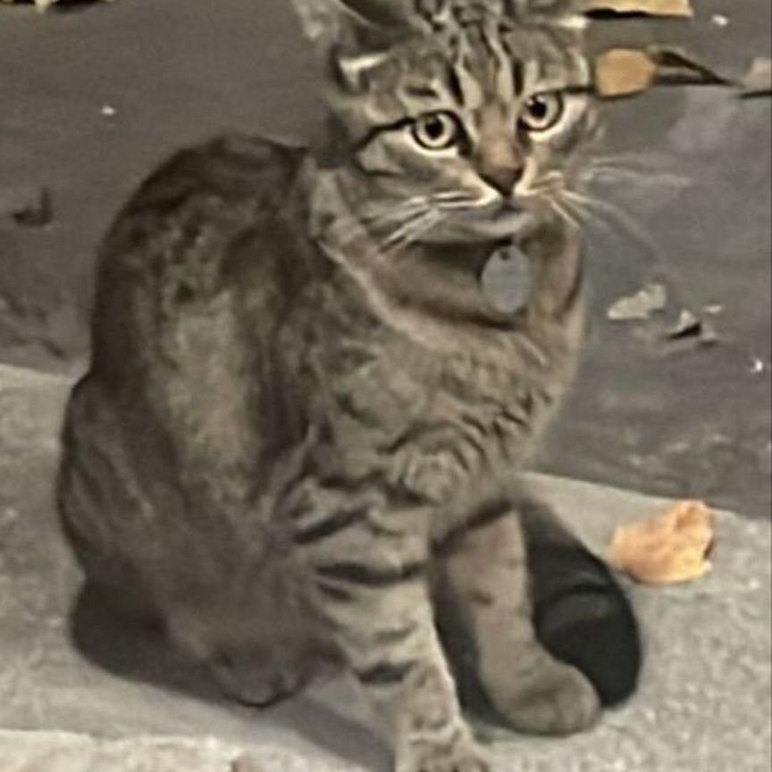 Кошка Гуня хочет домой