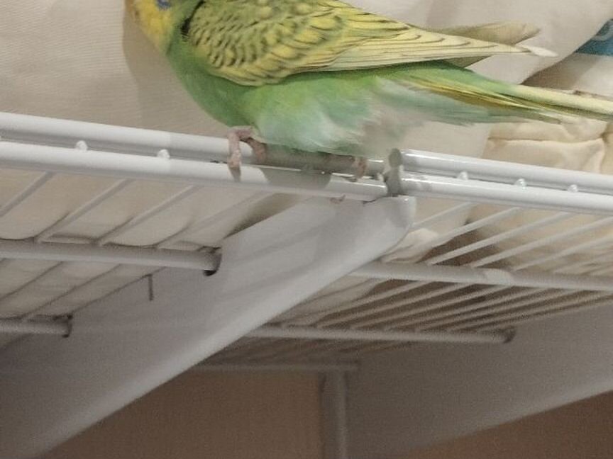 Попугай ожерлованного Крамера