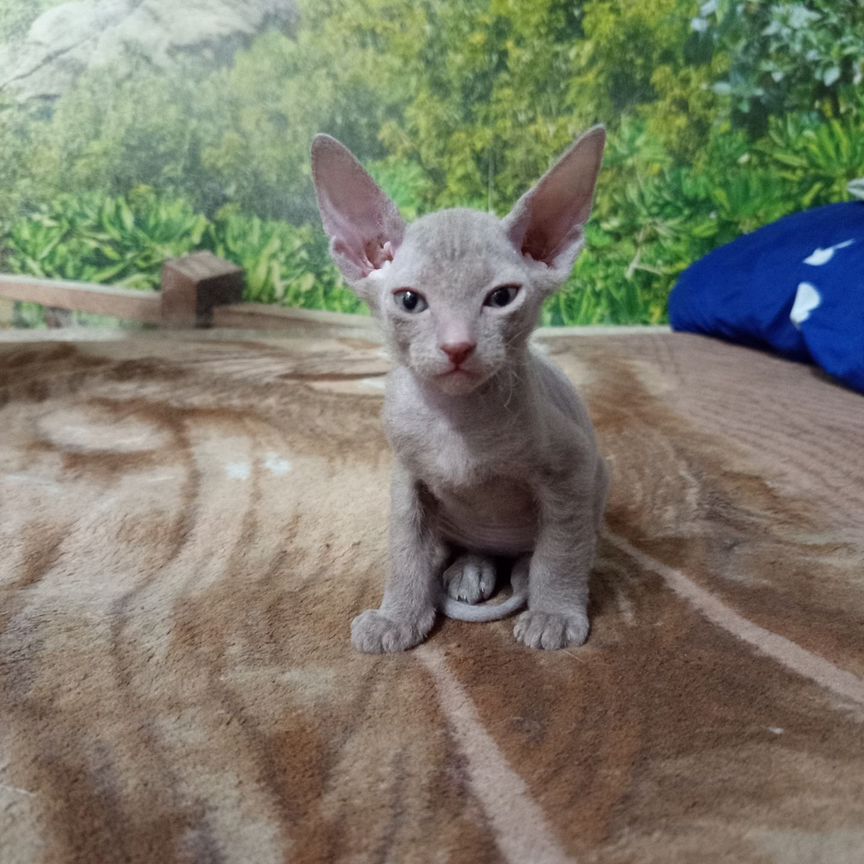 Котята