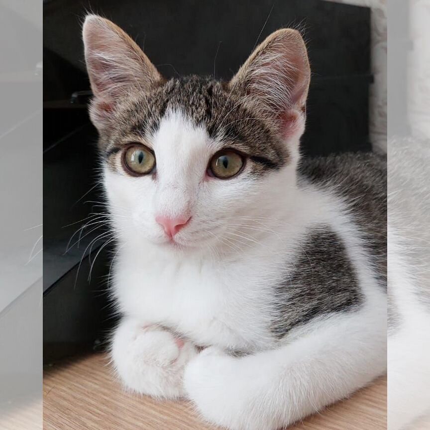 Котенок мальчик в добрые руки