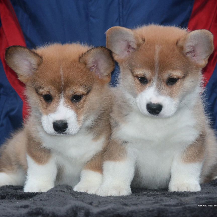 Щенок вельш корги натуральный бобтейл