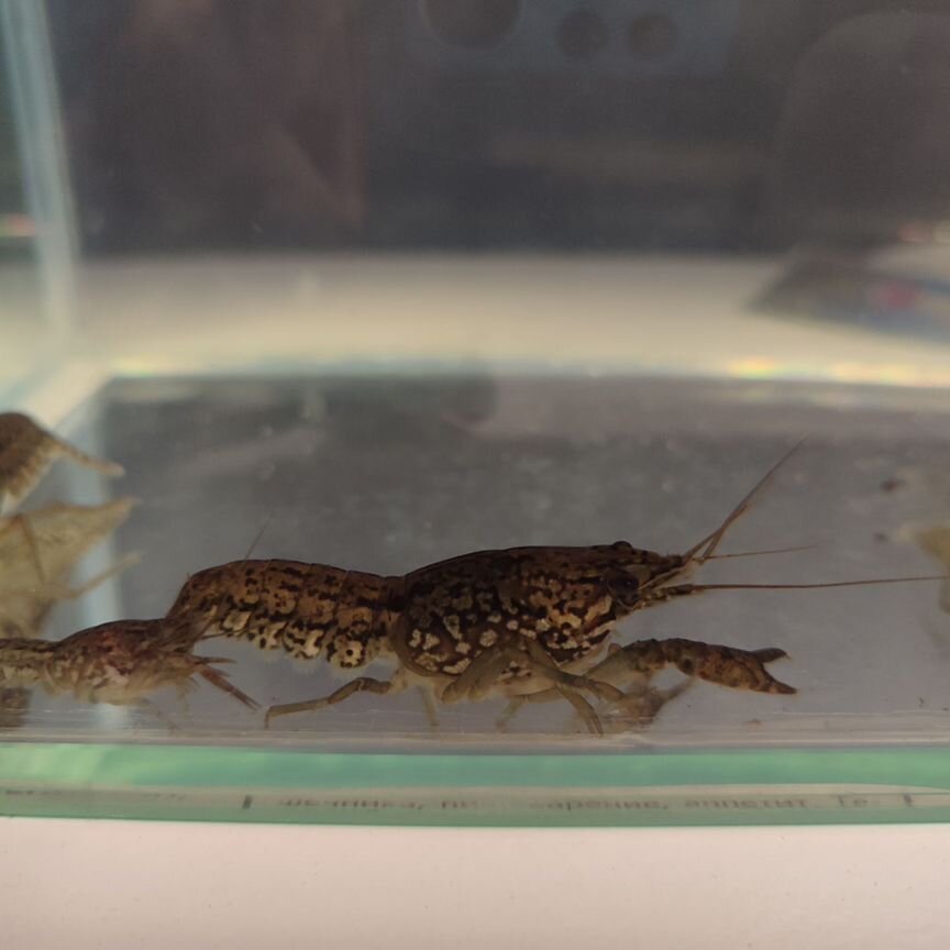 Мраморные рачки