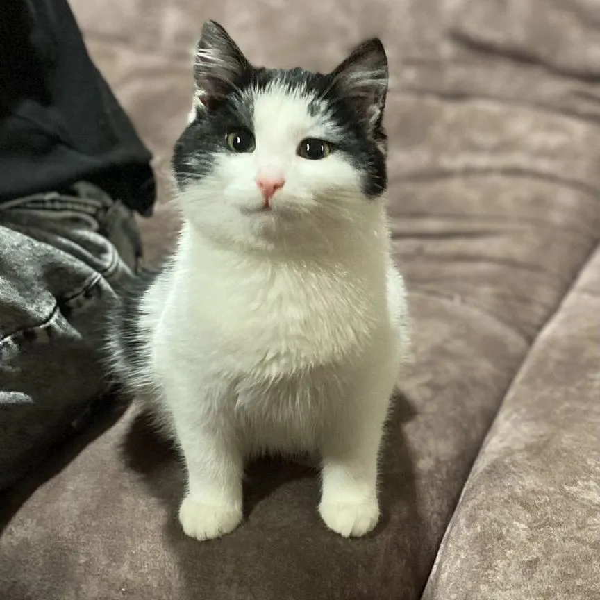 Котенок-кошечка милашка