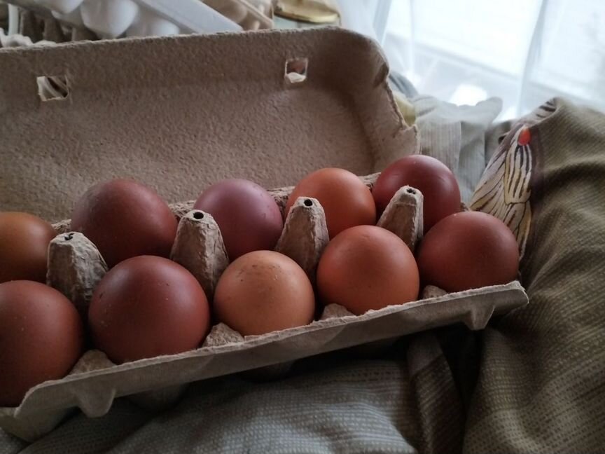 Инкубационное яйцо