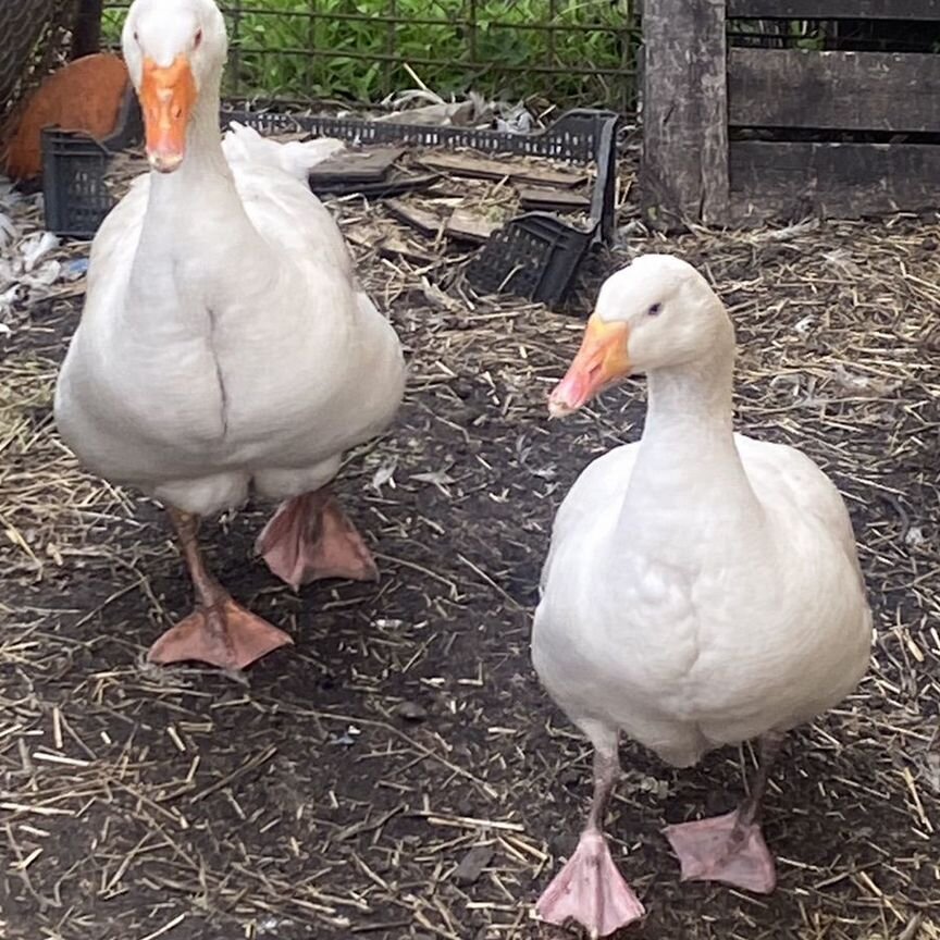 Продажа гусей в магнитогорске