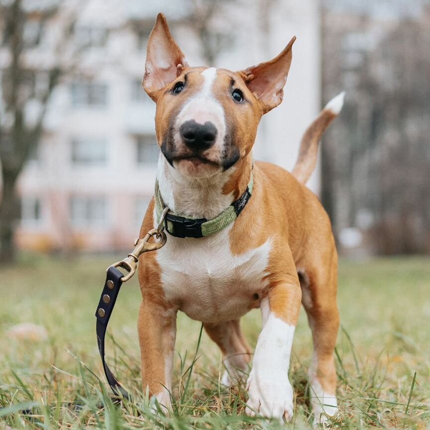 Мини-бультерьер, щенок