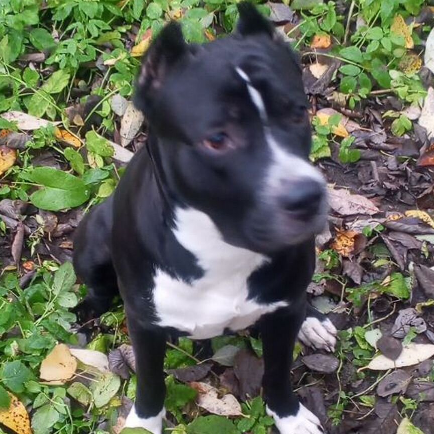 Американский питбультерьер, щенок