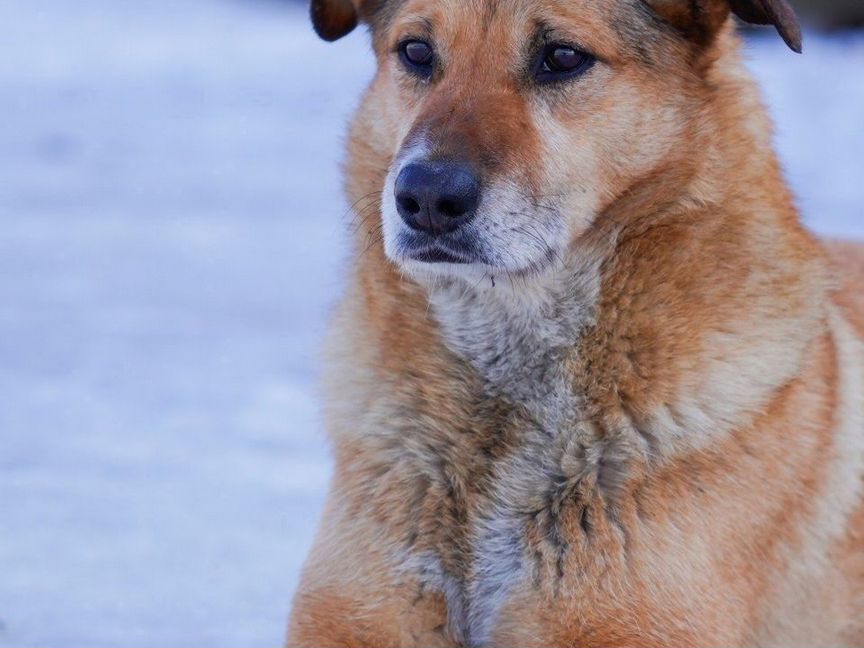 Отдам собаку Мандаринку в добрые руки
