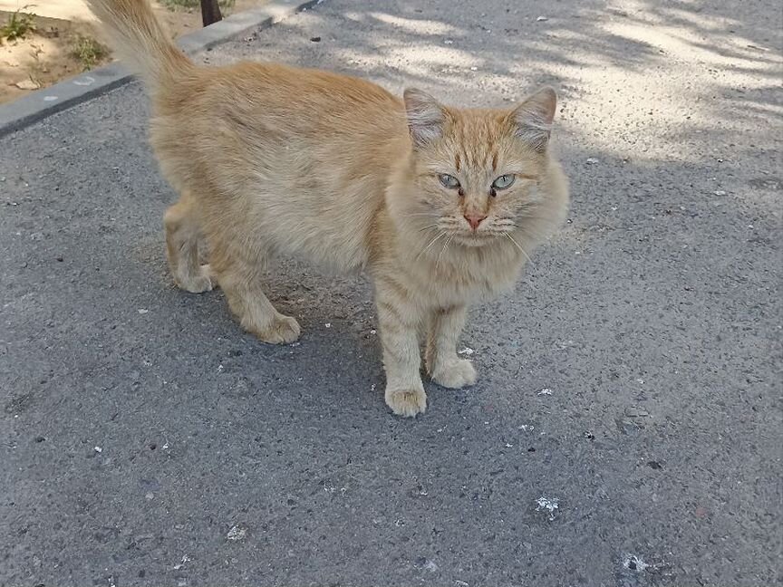Кошка рыжуля ищет дом