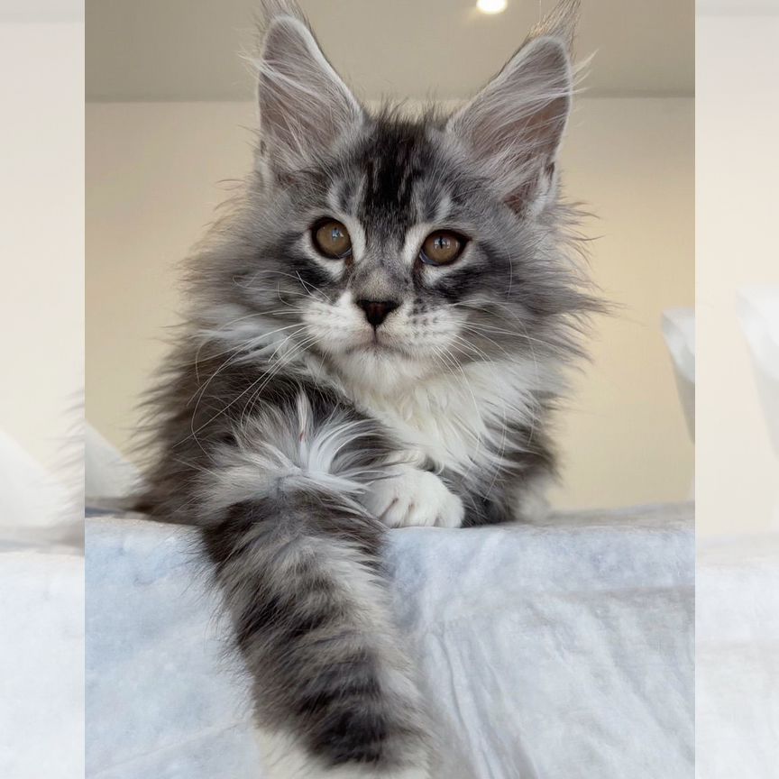 Мейн-кун котёнок