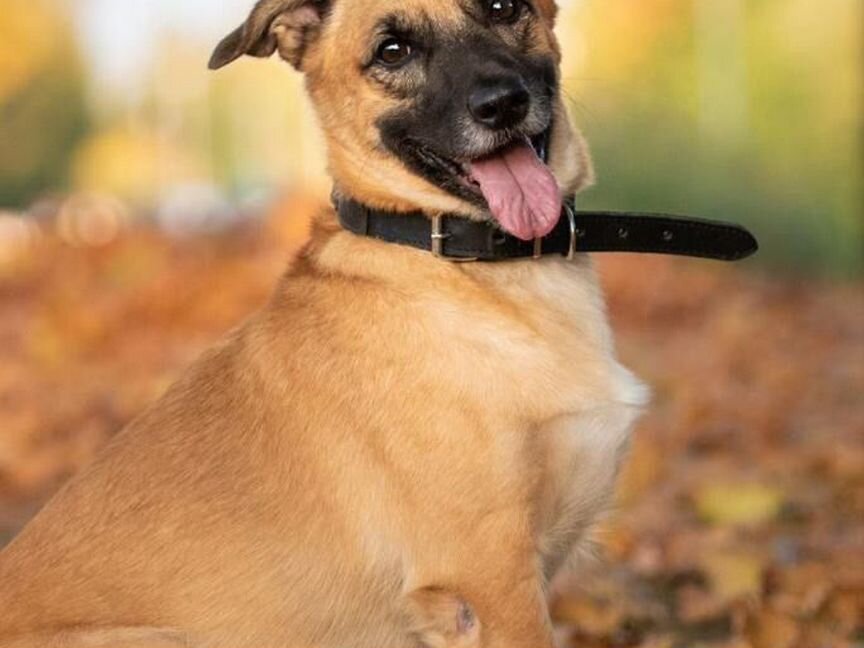 Небольшая собачка Тобби 2 года ищет дом