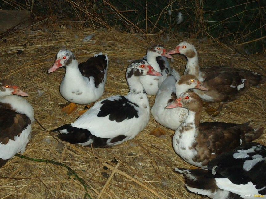 Ундоутки 2 месячные 13 шт обмен возможен