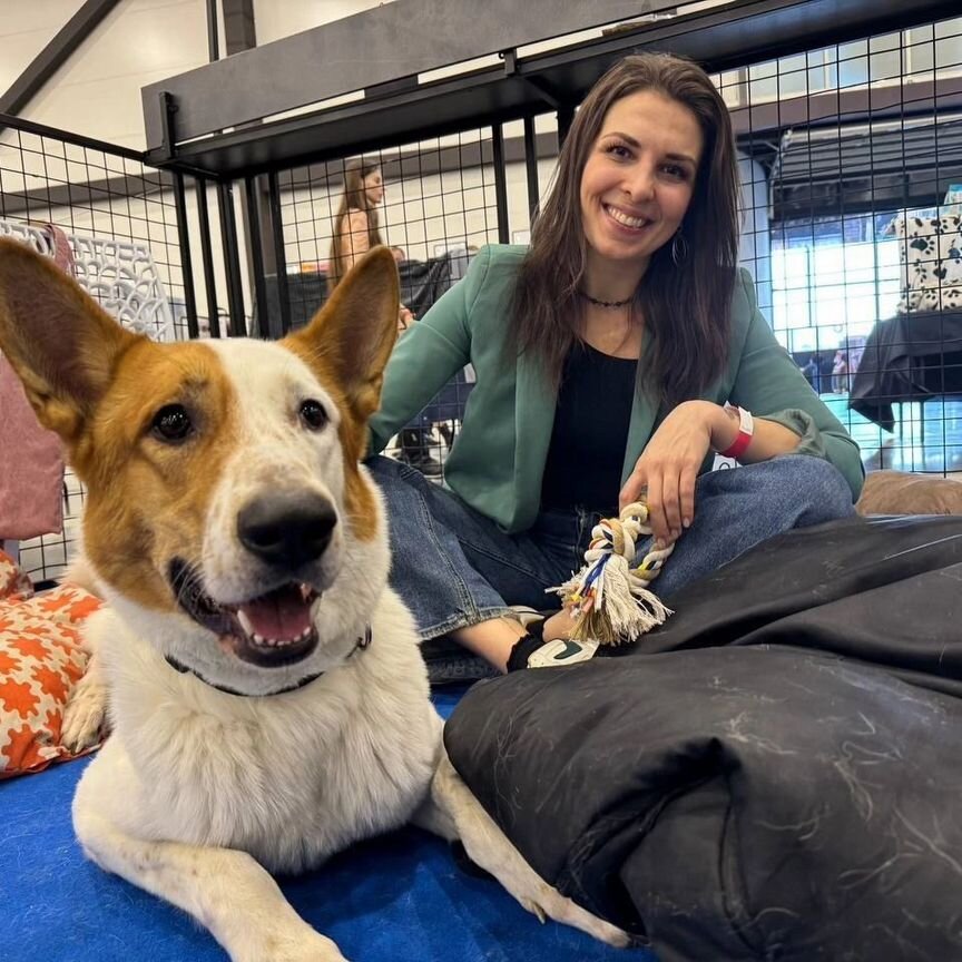 Добрый великан в хорошие руки собака