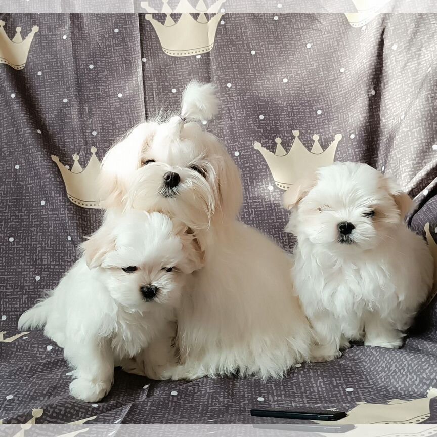 Мальтипу, щенок