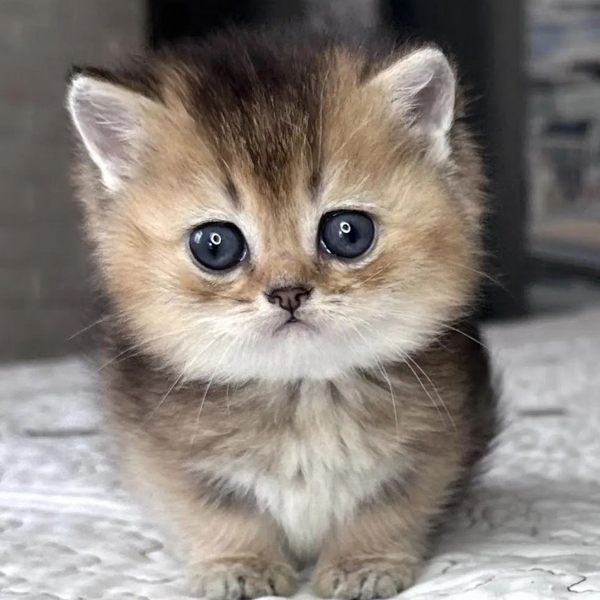 Манчкин котёнок