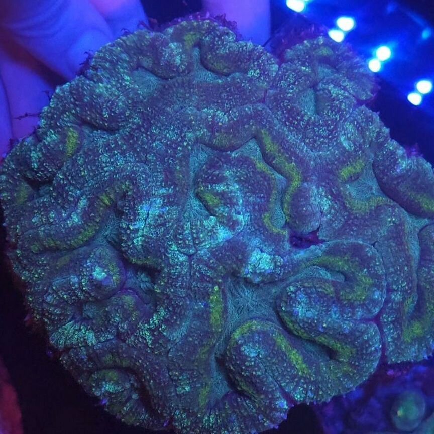 Живой морской коралл Лобофиллия (Lobophyllia)