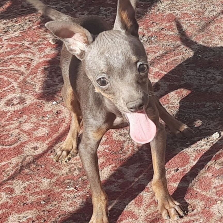 Продается мини той терьер мальчик