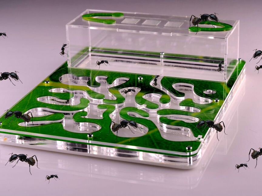 Муравьиная ферма