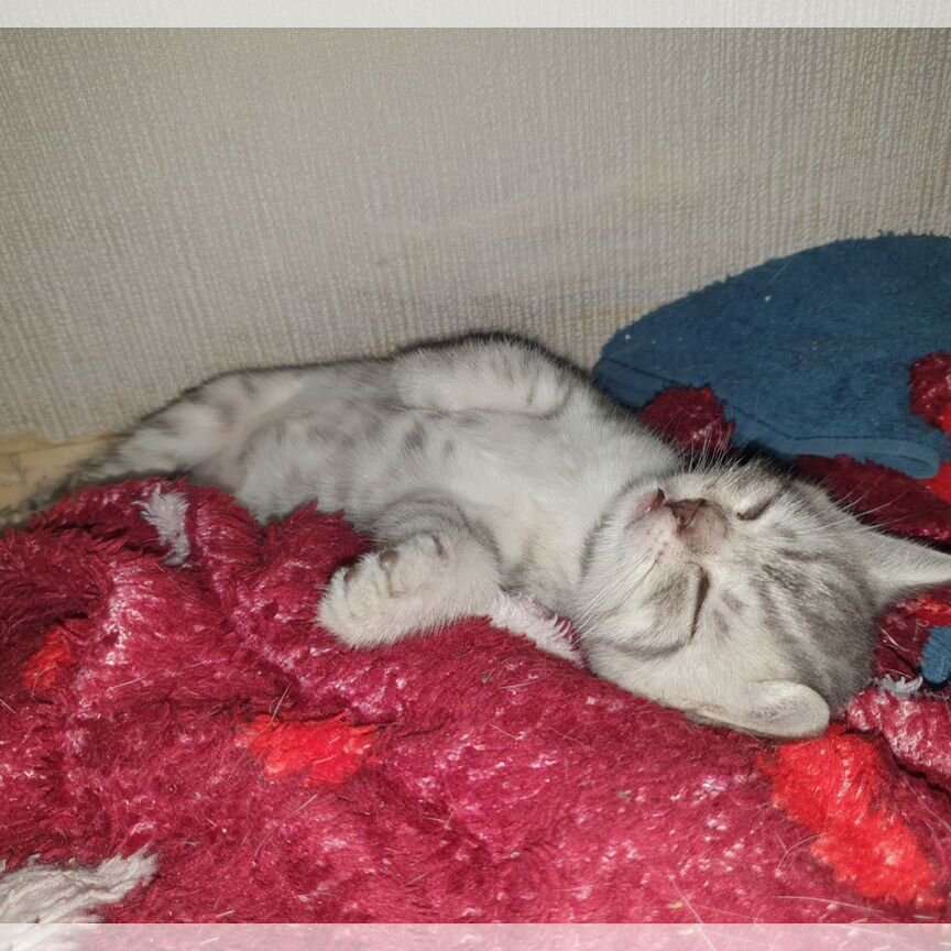 Продается кошечка (британка)