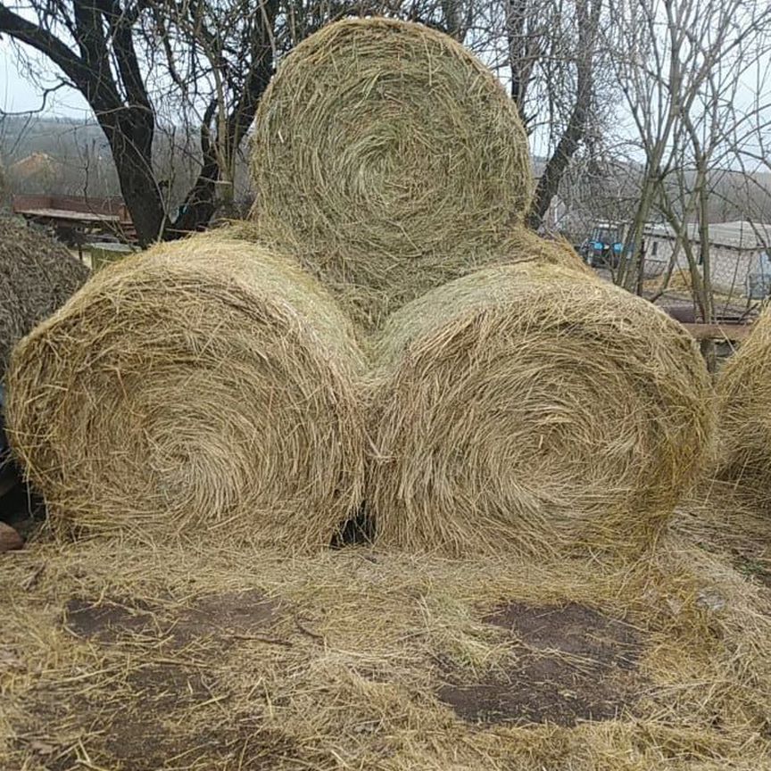 Сено в рулонах
