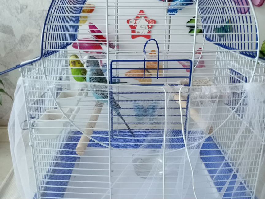 Попугайчики волнистые с клеткой