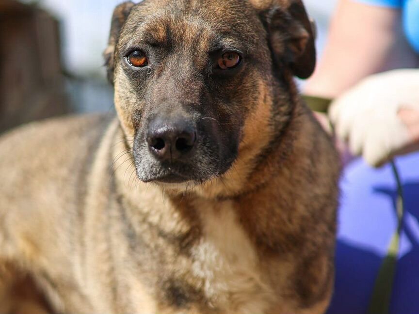 Собаки бесплатно