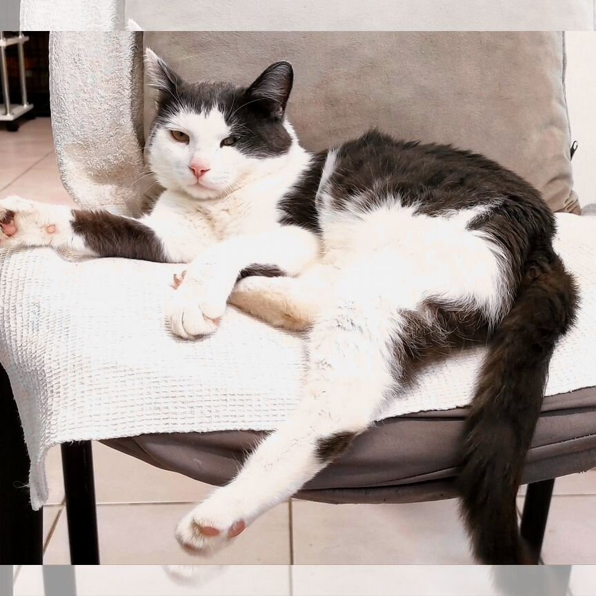 Классный котяра