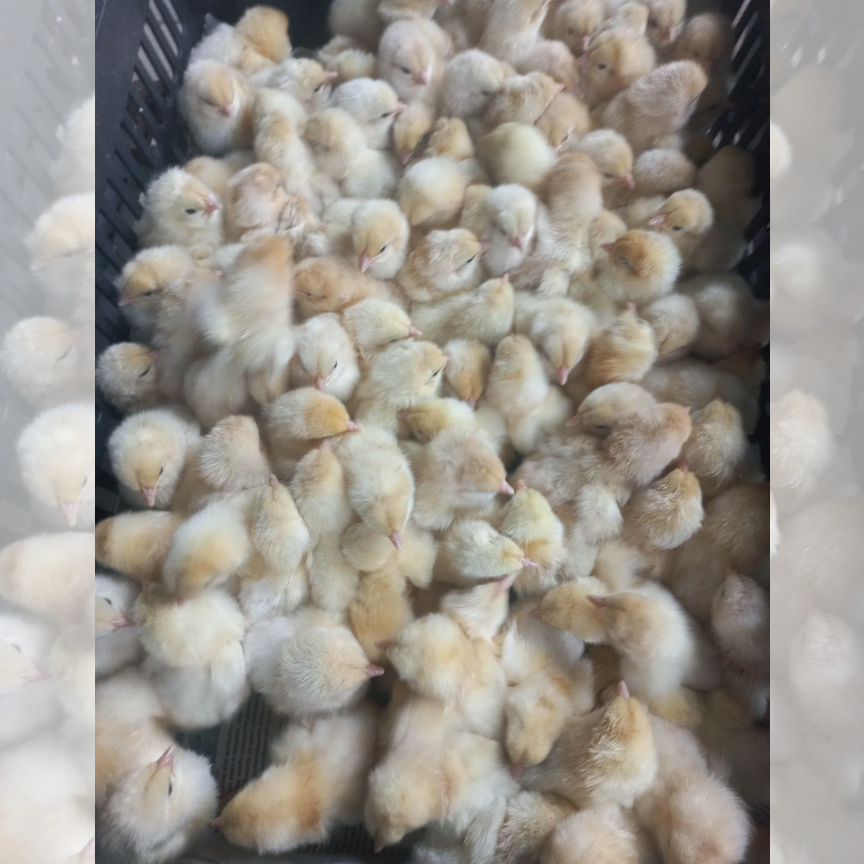 Цыплята петушки Ломан Браун