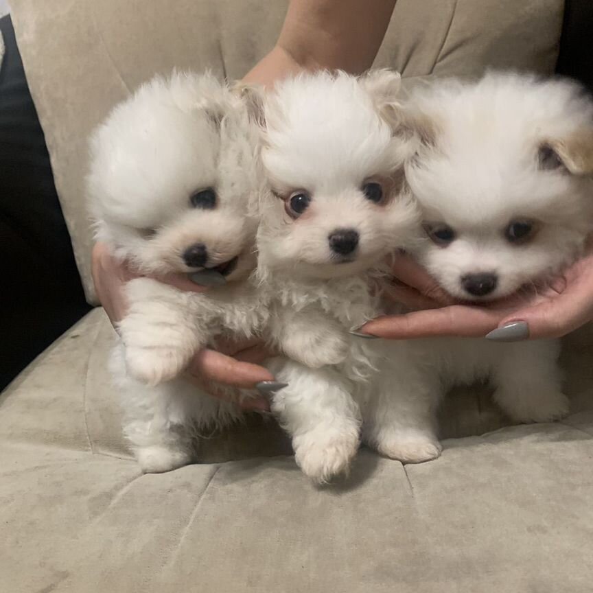 Белый померанский шпиц