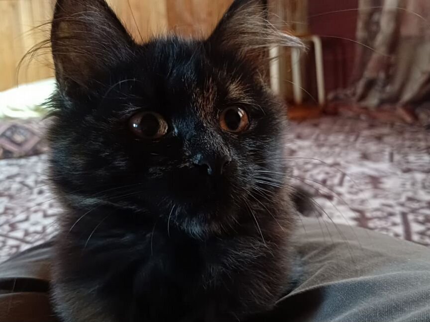 Кошечка маленькая котенок