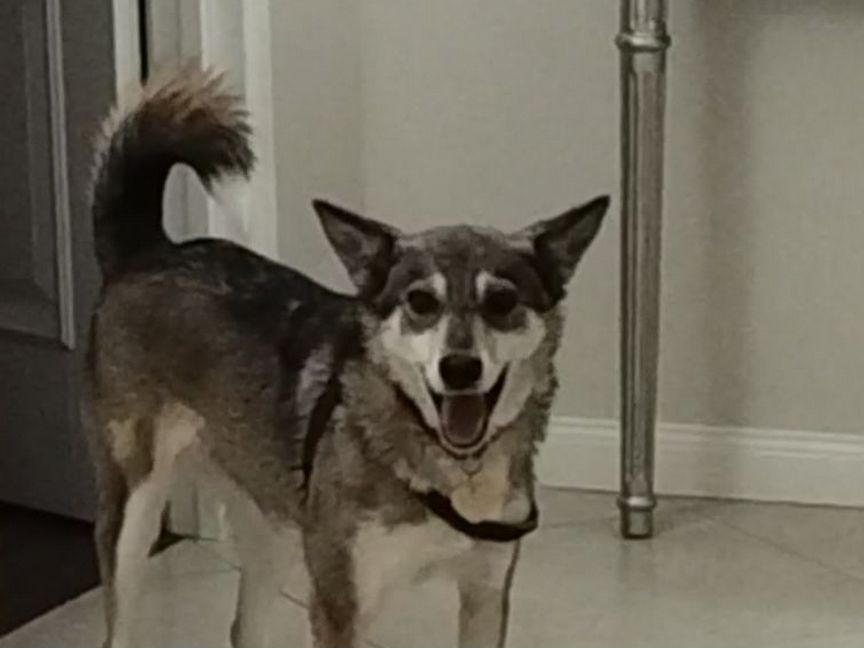 Собака в поиске дома