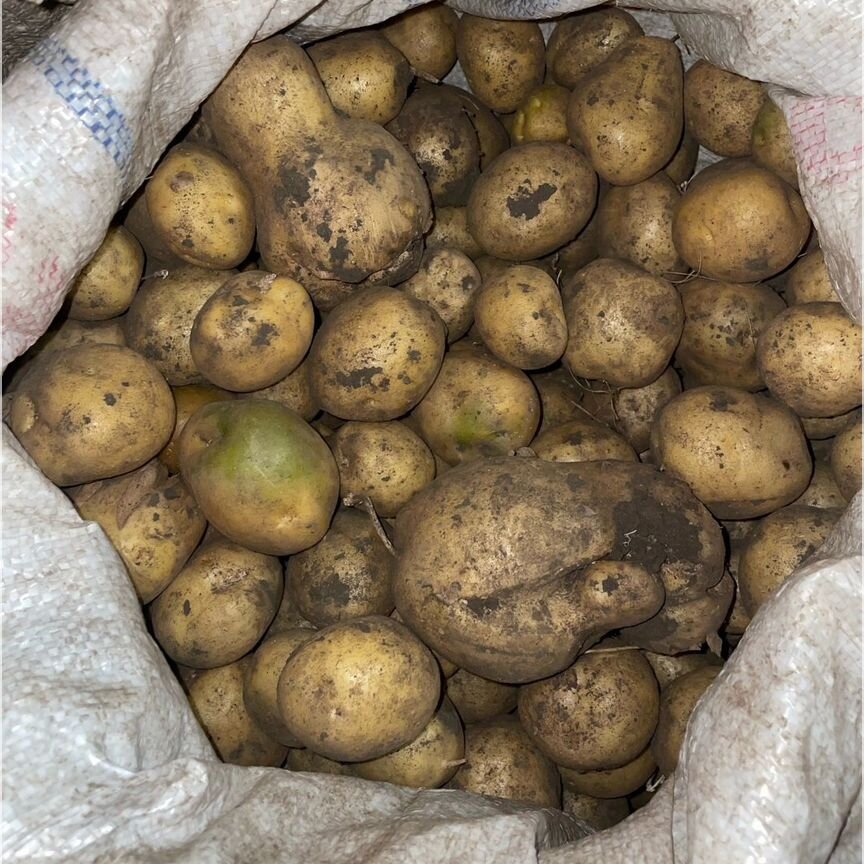 Картофель на корм животным