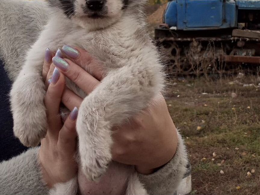 Щенок в добрые руки