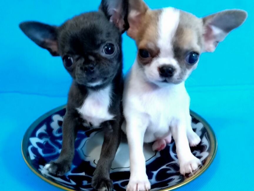 Двое из ларца