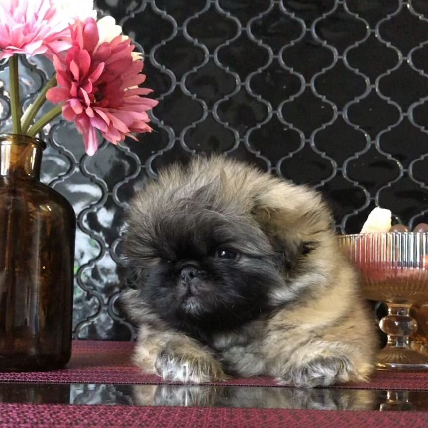 Щенки пекинеса