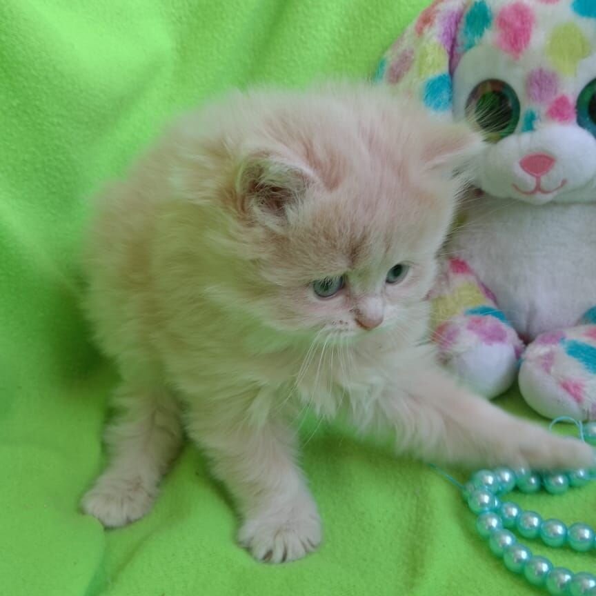 Котята