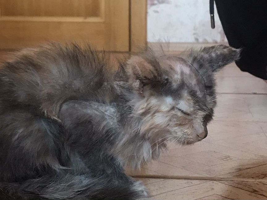 Нашли котенка, ищем хозяина