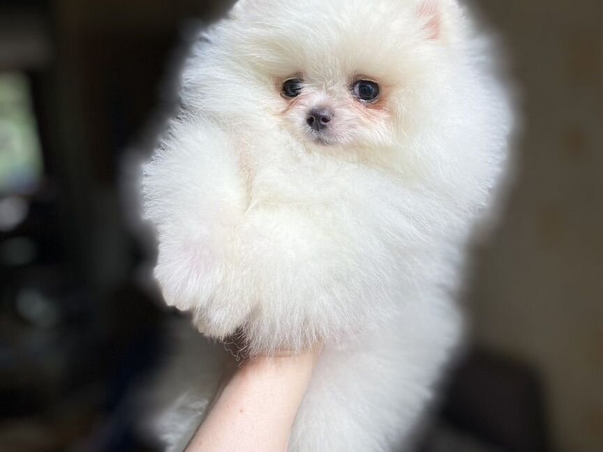 Шпиц мини мишки