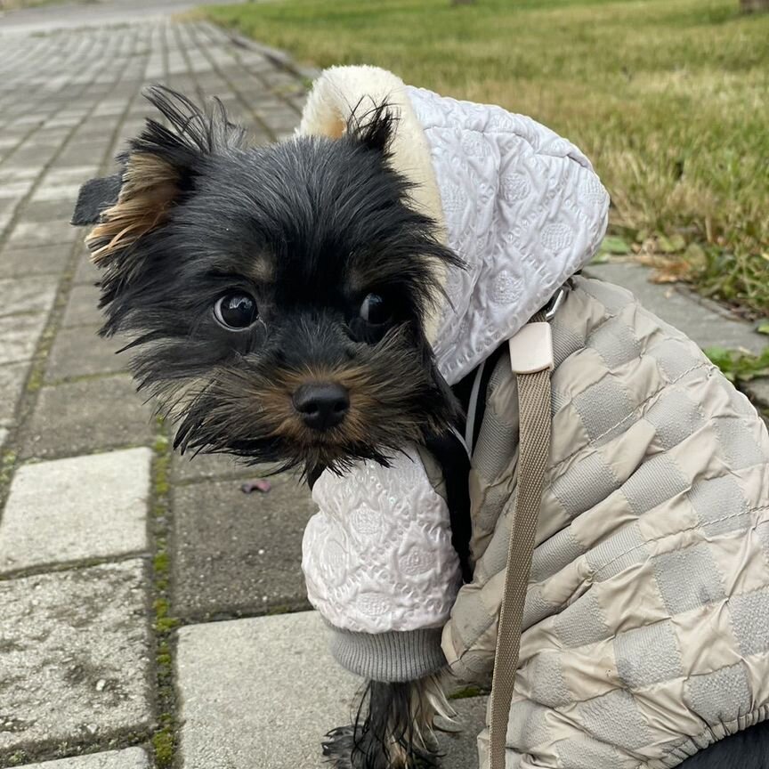 Зимний комбинезон для маленьких собак