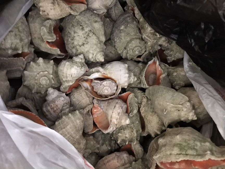 Раковины рапан