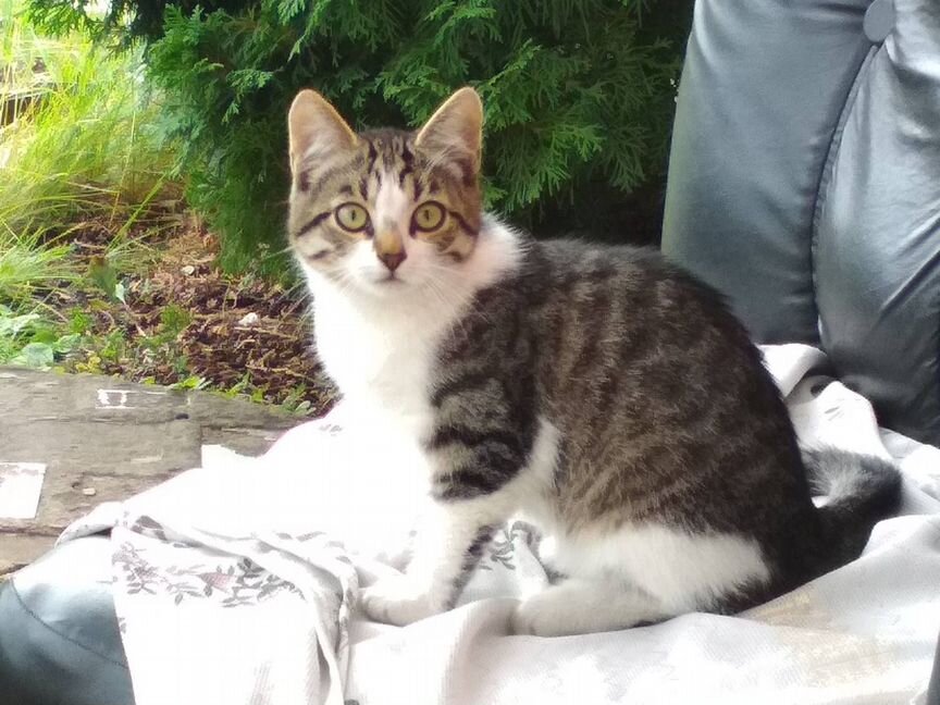 Котята бесплатно