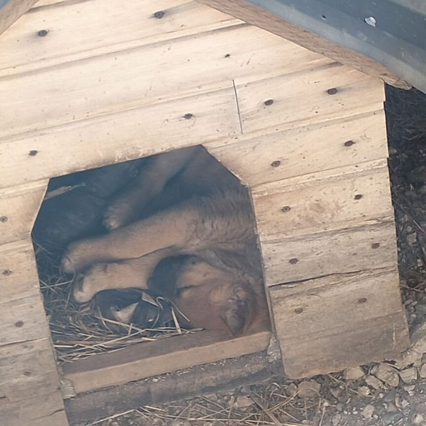 Собачья будка утепленная б/у